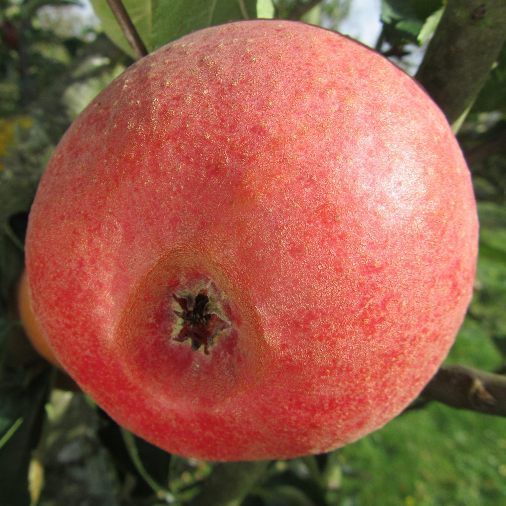 Pommiers ‘RGF Gembloux’ | Certifruit : une charte de qualité pour les ...